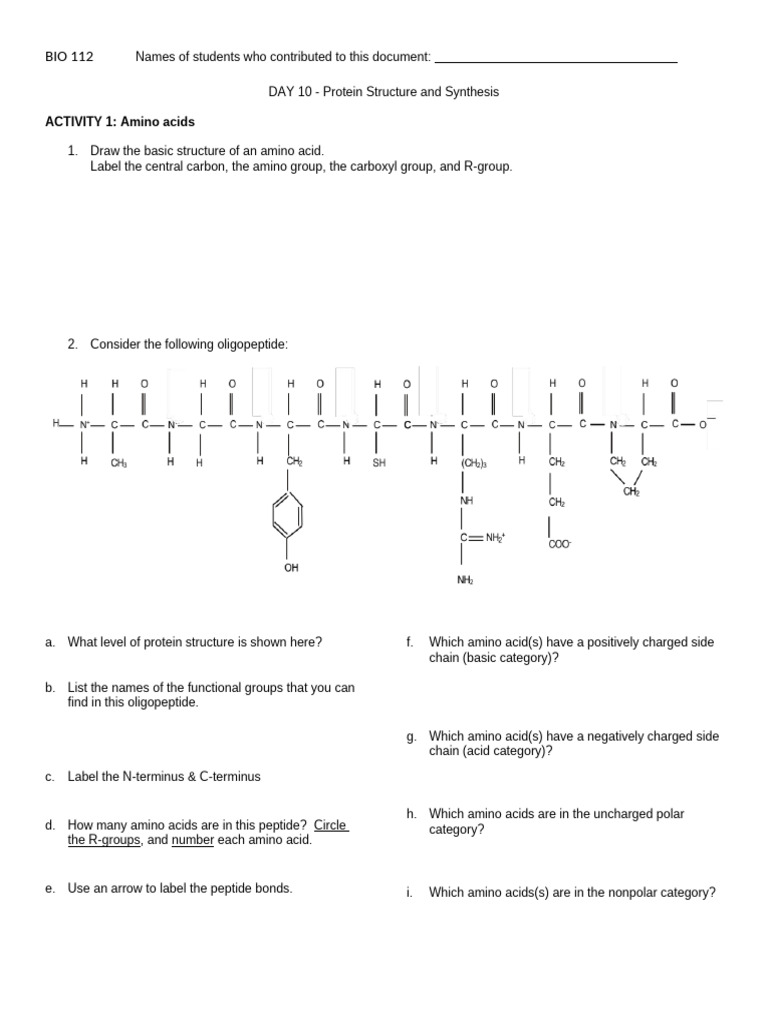 Day 10 - Protein Structure Worksheet | PDF | Amino Acid | Protein Structure