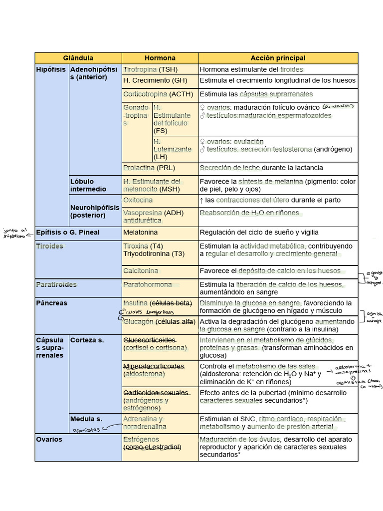 Tabla Hormonas | PDF | Glándula suprarrenal | Hormona luteinizante
