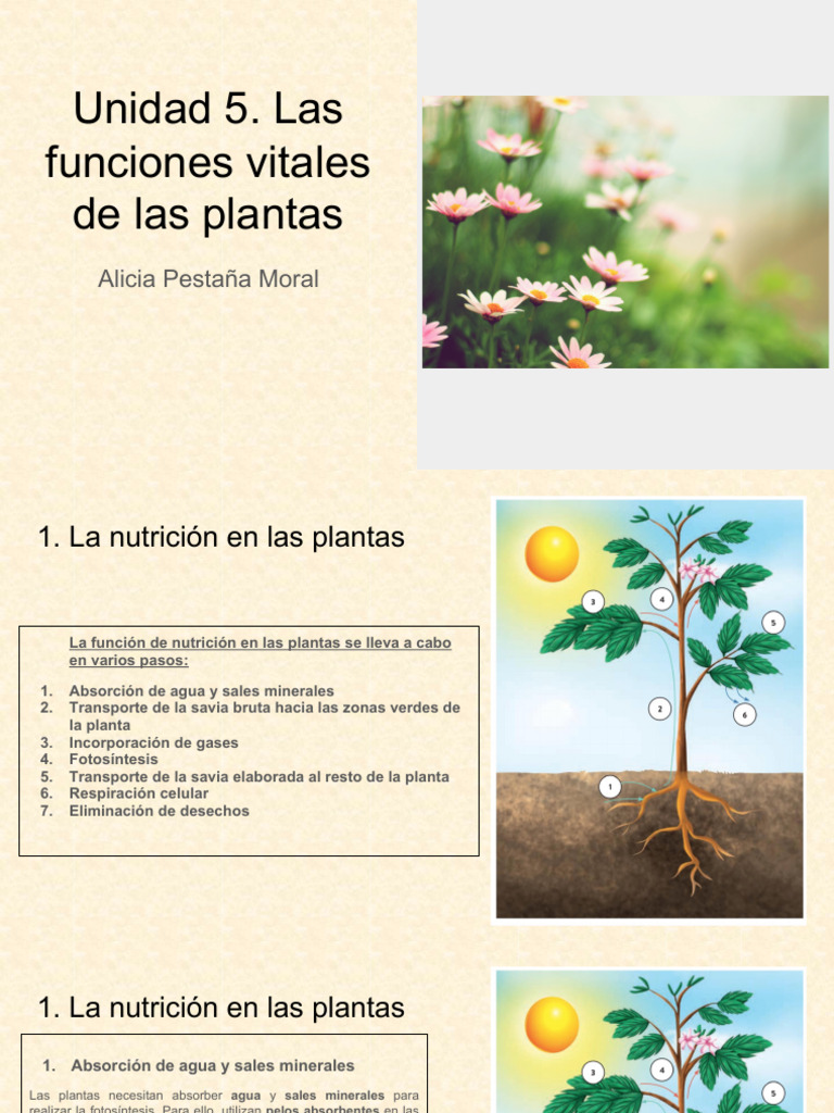 Unidad 5. Las Funciones Vitales de Las Plantas | PDF | Reproducción de ...