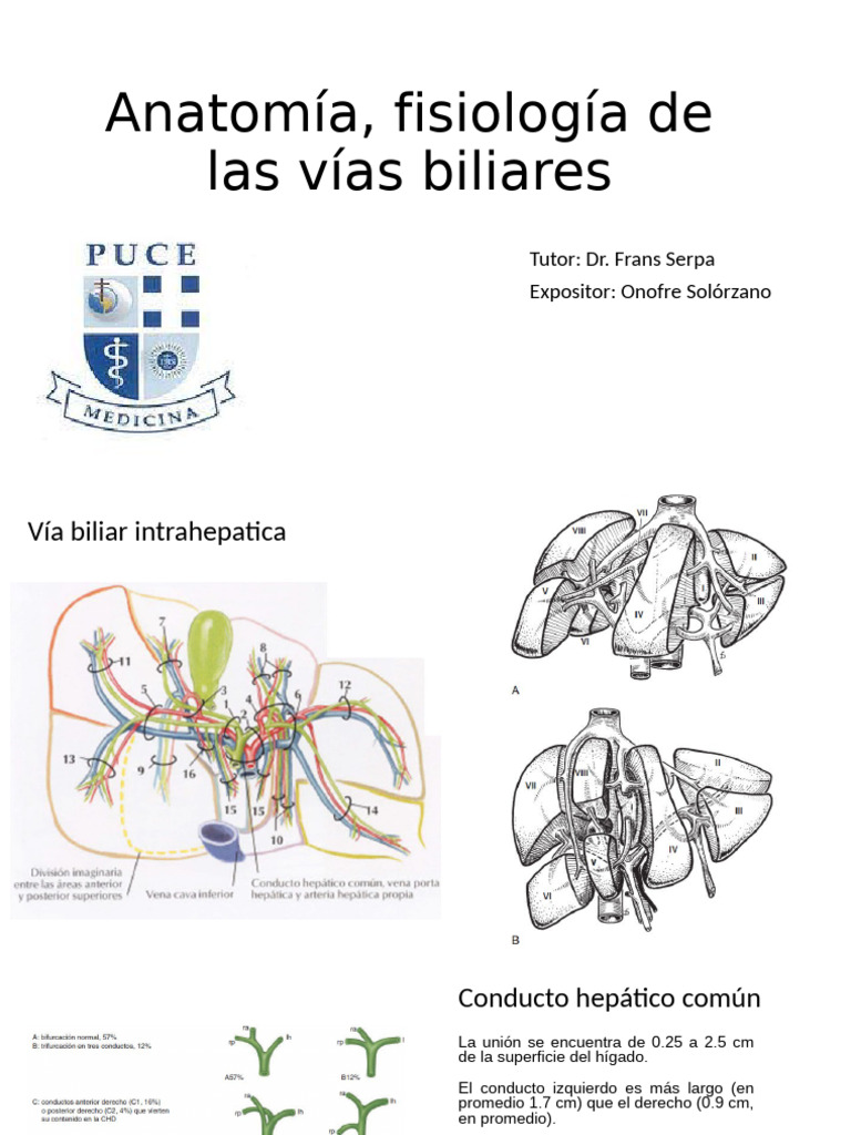 Anatomia, Fisiologia de La Via Biliar y Coledocolitiasis | PDF | Bilis ...