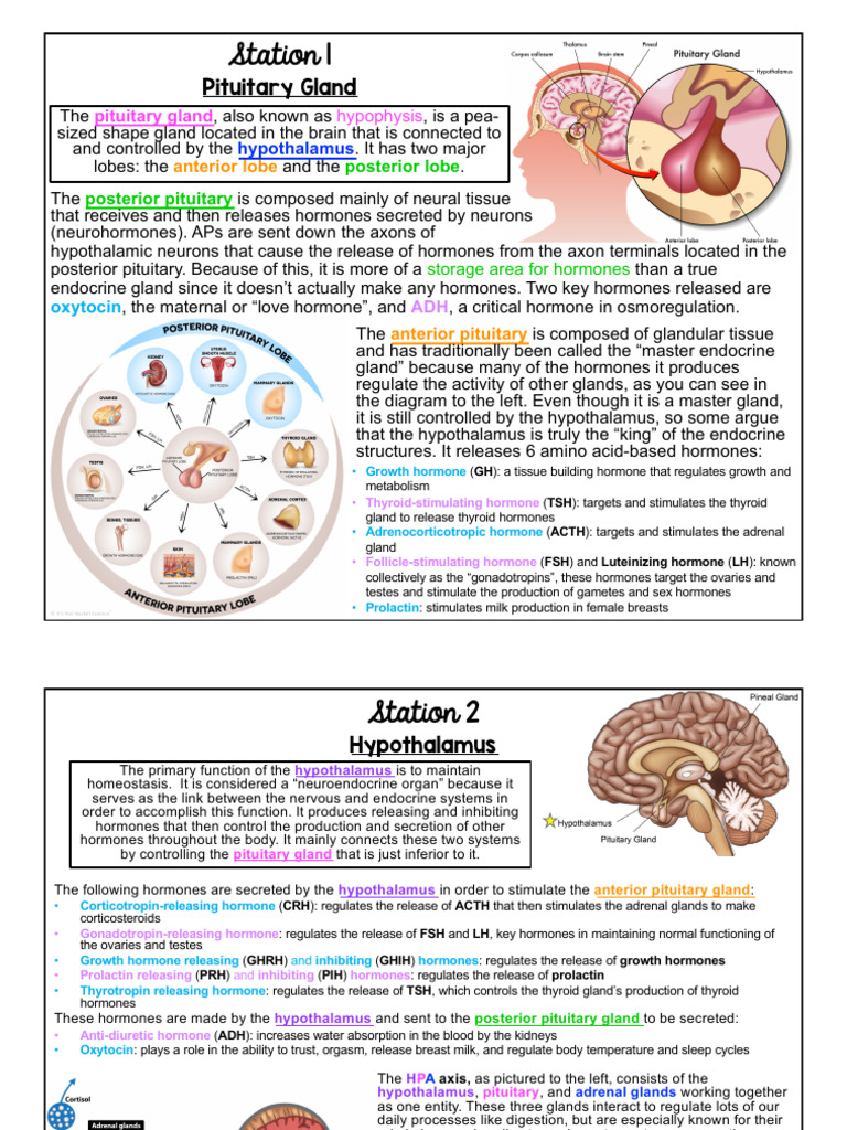 Discovery Stations - Endocrine System | PDF | Pituitary Gland | Adrenal ...