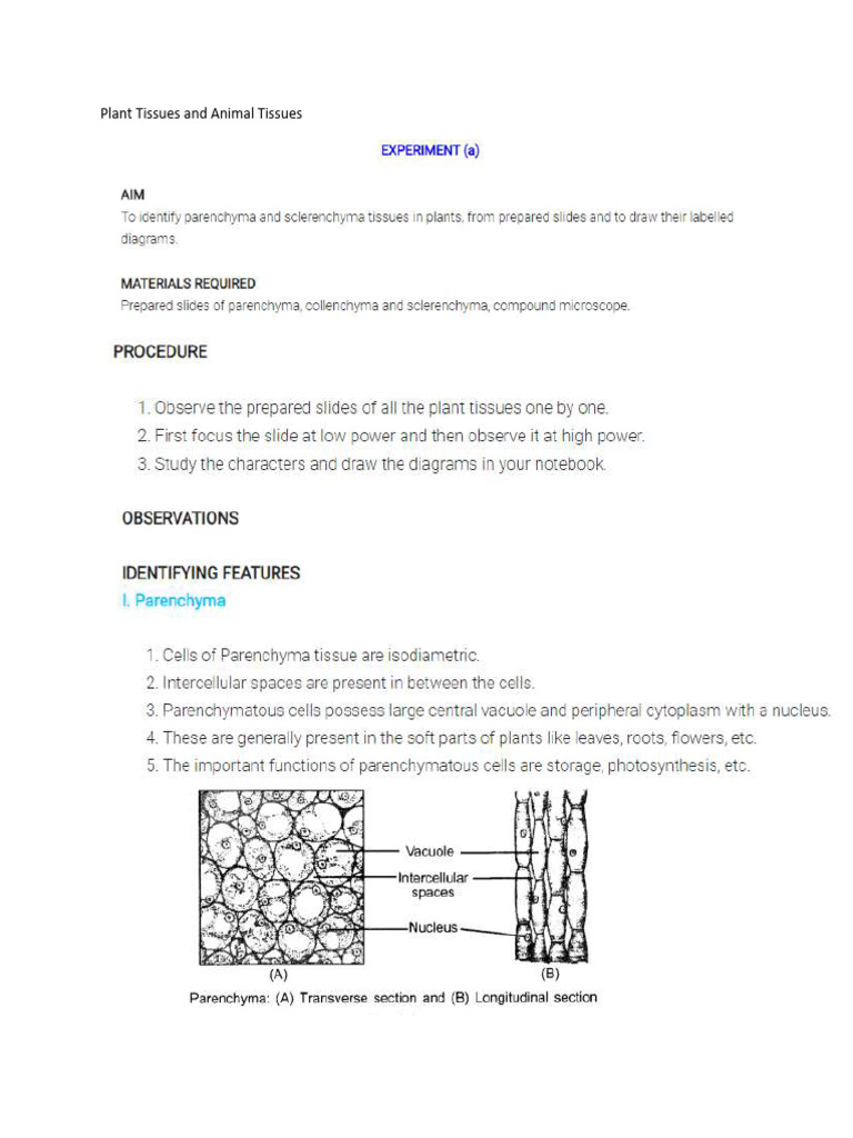 SE2-Plant Tissues and Animal Tissues | PDF
