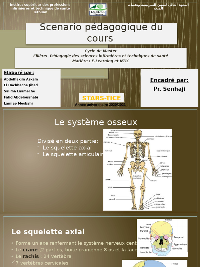 Anatomie du Squelette et Musculature | PDF | Muscle squelettique | Muscle