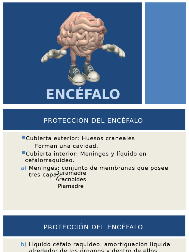 Estructura y Funciones del Encéfalo | PDF | Cerebro | Médula espinal