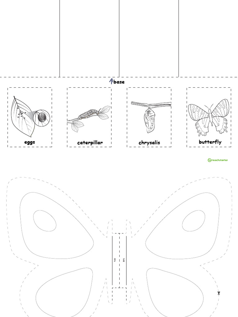 Butterfly Homework | PDF