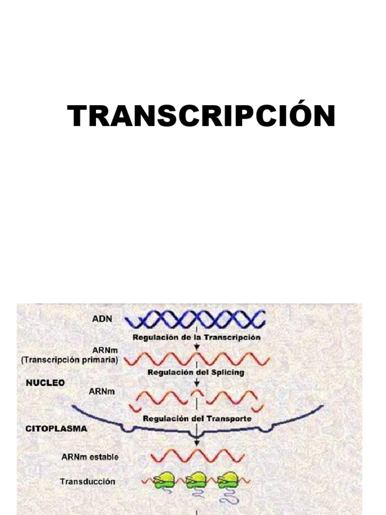 Transcripción y Traducción del ARN | PDF | Traducción (biología) | Rna