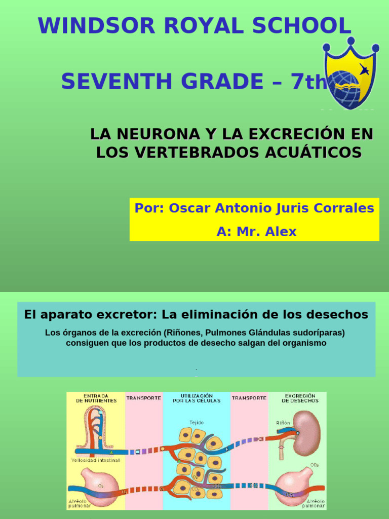 Nefrona y Excrecion en Acuaticos Dulces y Salados - O - Juris | PDF