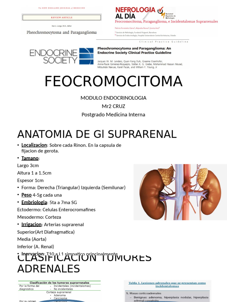 FEOCROMOCITOMA | PDF | Órgano (anatomía) | Sistema endocrino