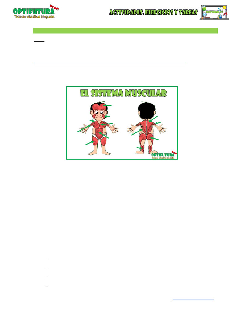 Ficha sobre el sistema muscular | PDF