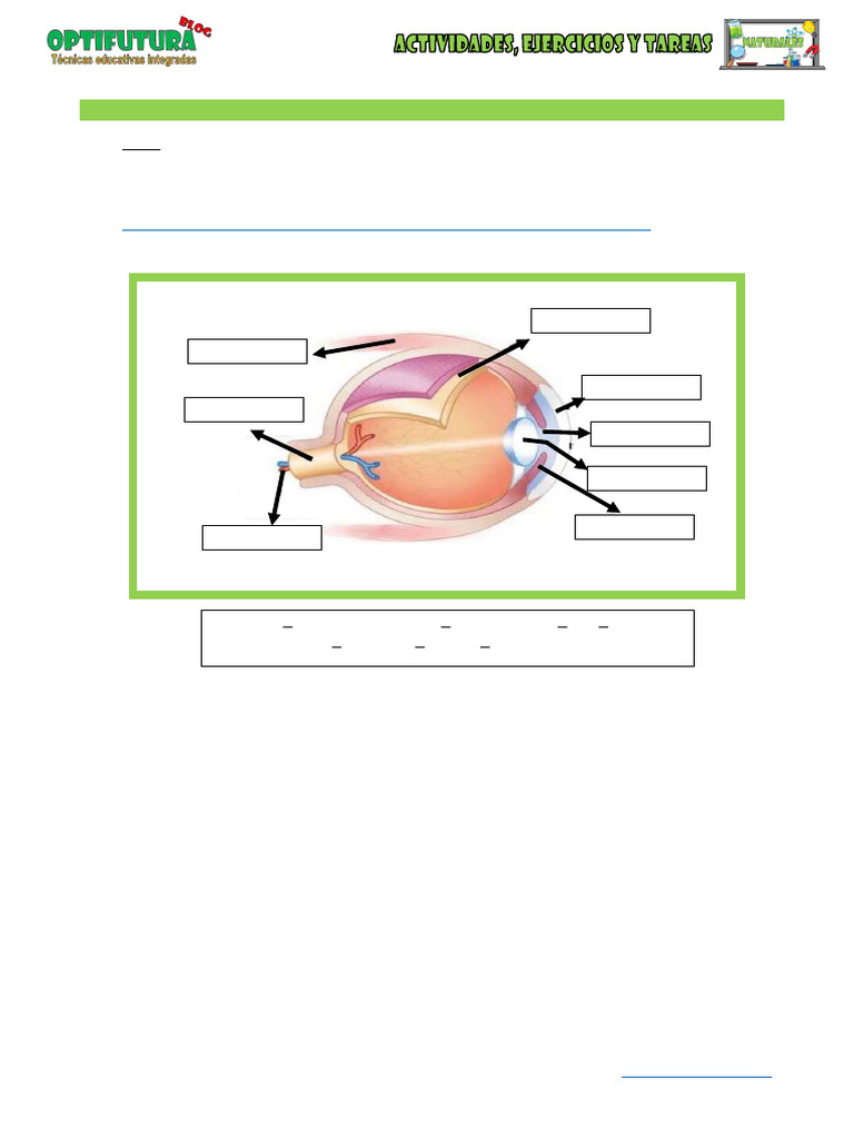 (NATURALES) Ficha 003 - Sentido de La Vista | PDF | Ojo | Percepción visual