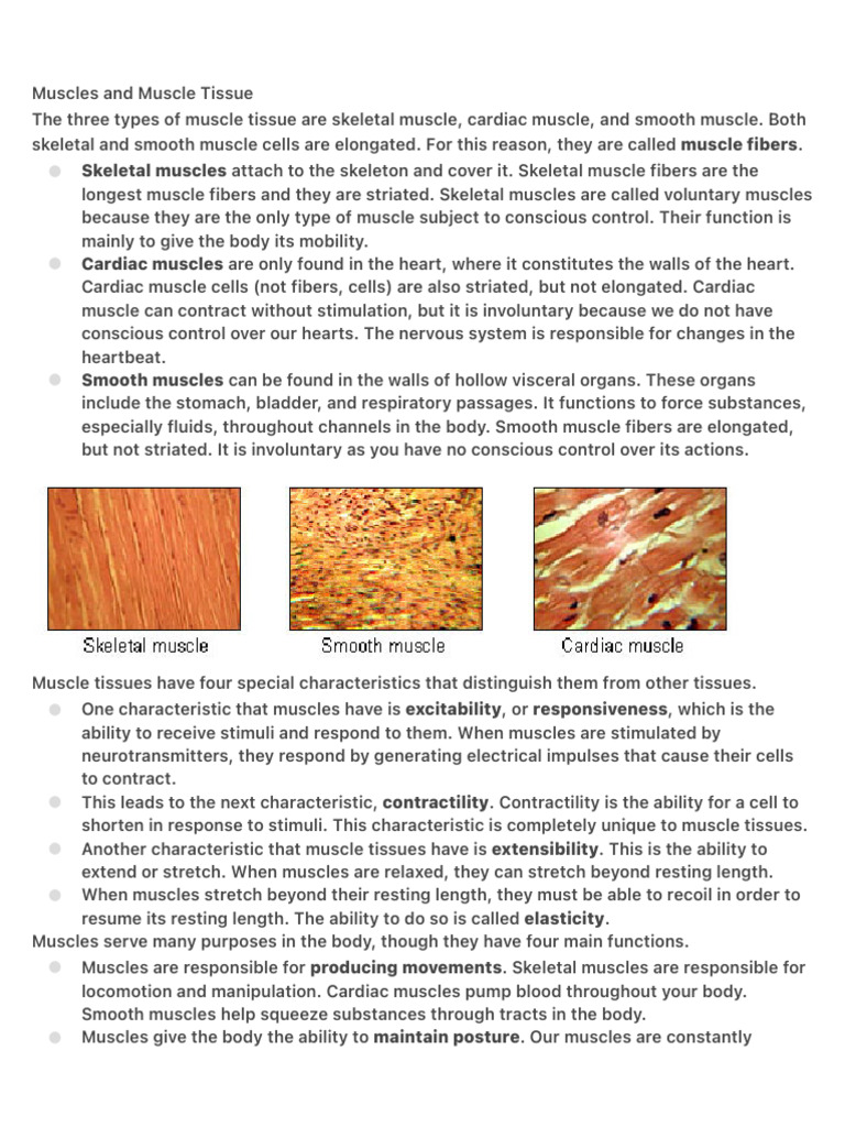 Muscles and Muscle Tissue | PDF | Muscle Contraction | Skeletal Muscle