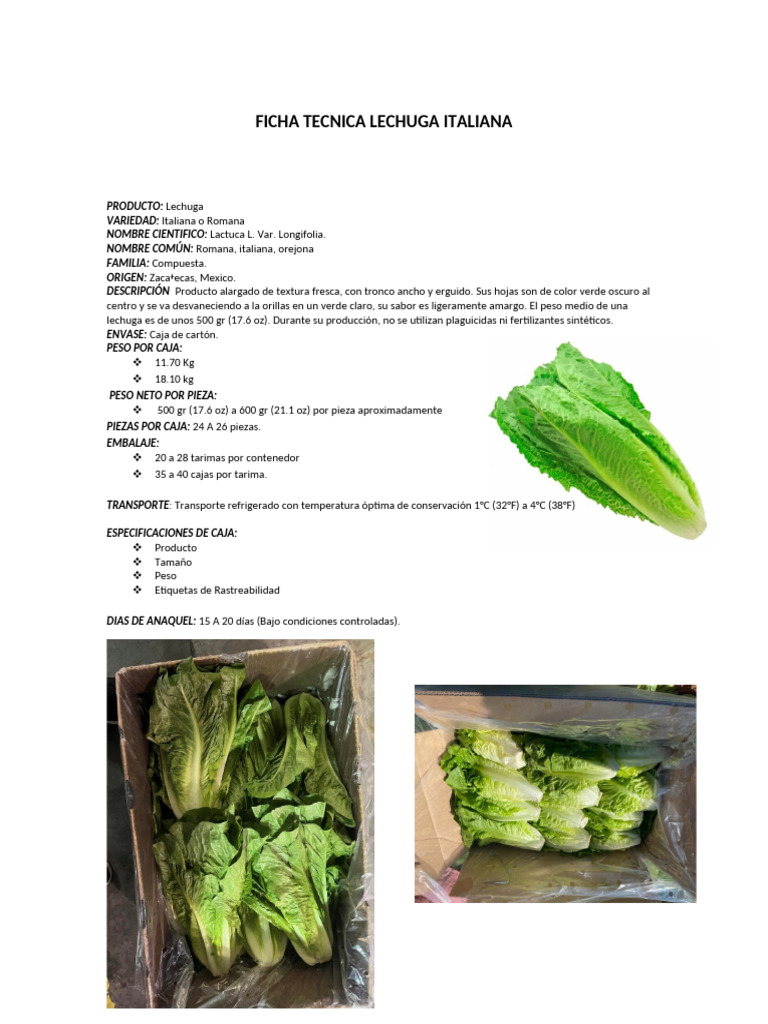 Ficha Técnica de Lechuga Italiana | PDF