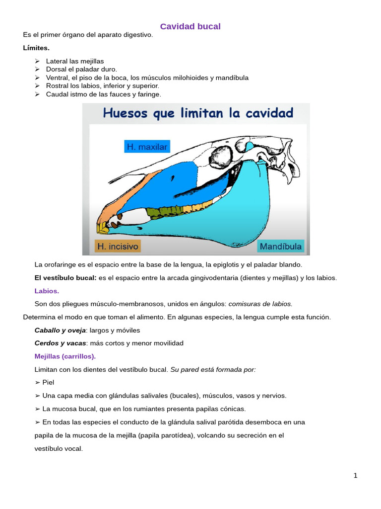 Cavidad Bucal Cuadro | PDF | Boca | Anatomía humana