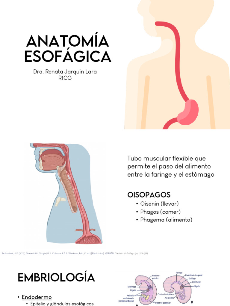 Anatomía Esófago | PDF | Esófago | Membrana mucosa
