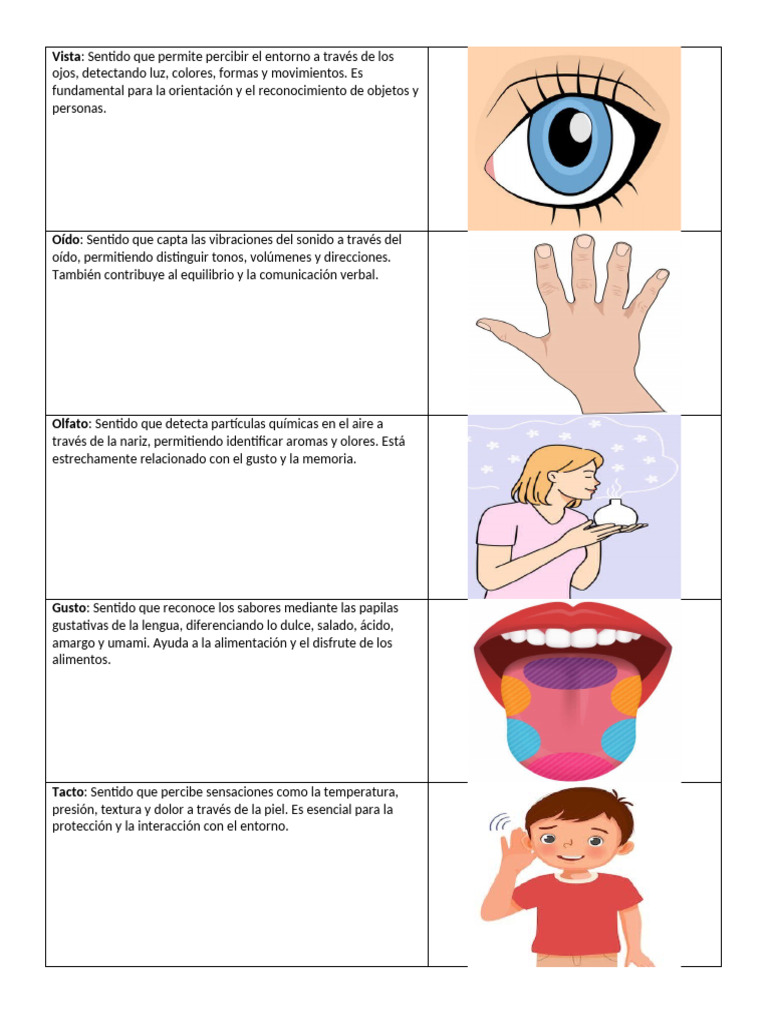 Funciones de los cinco sentidos | PDF