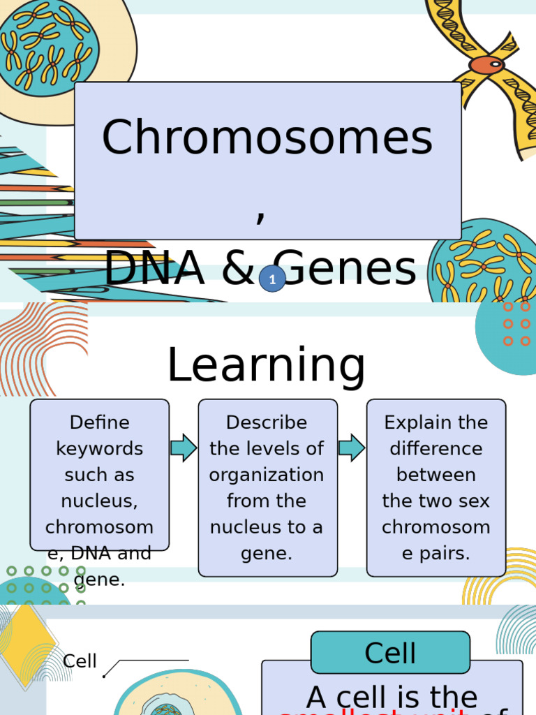 Chromosomes, DNA and Genes Biology Presentation in A Bold Colorful ...
