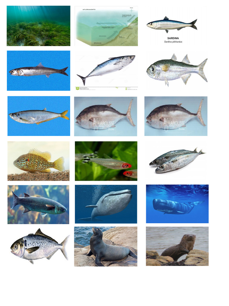 PECES | PDF