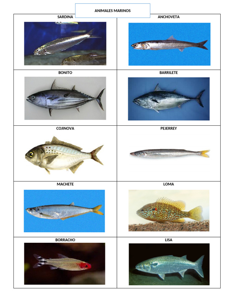 Animales Marinos | PDF