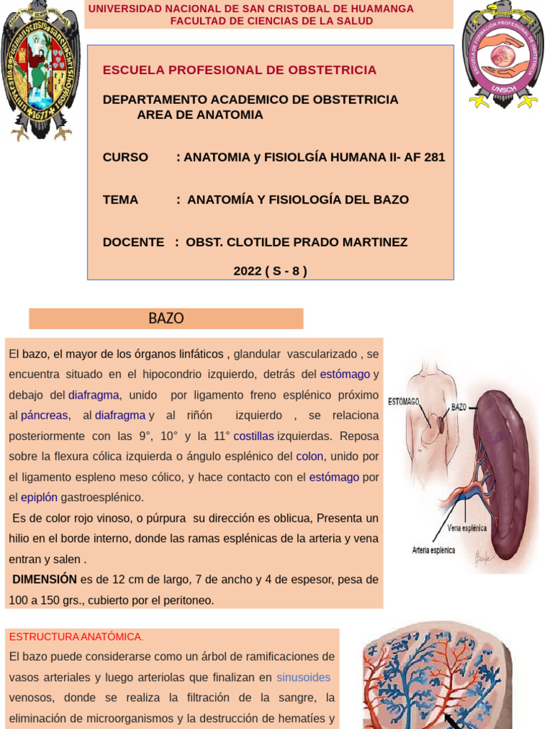 BAZO (S - 8) (Autoguardado) | PDF | Bazo | Anatomia animal