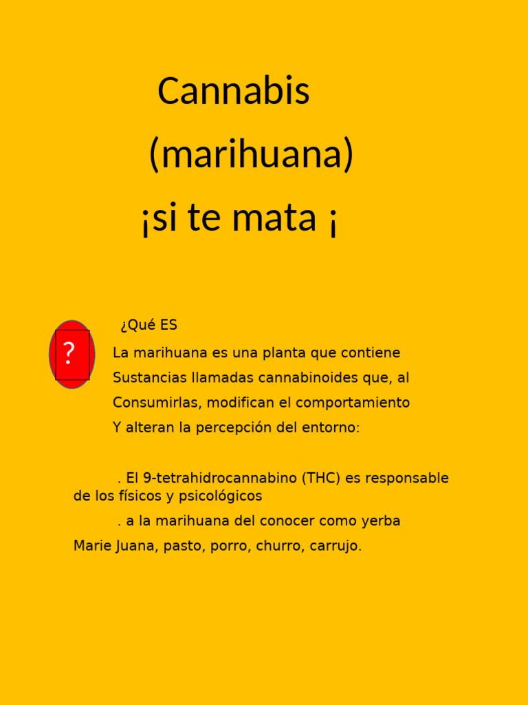 Cannabis | PDF | Cannabis (Droga) | Tetrahidrocannabinol