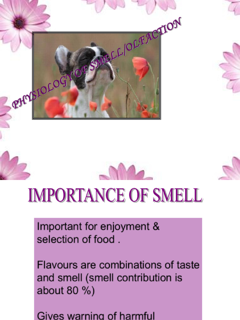 PHP161 Physiology of smell | PDF | Olfactory System | Odor
