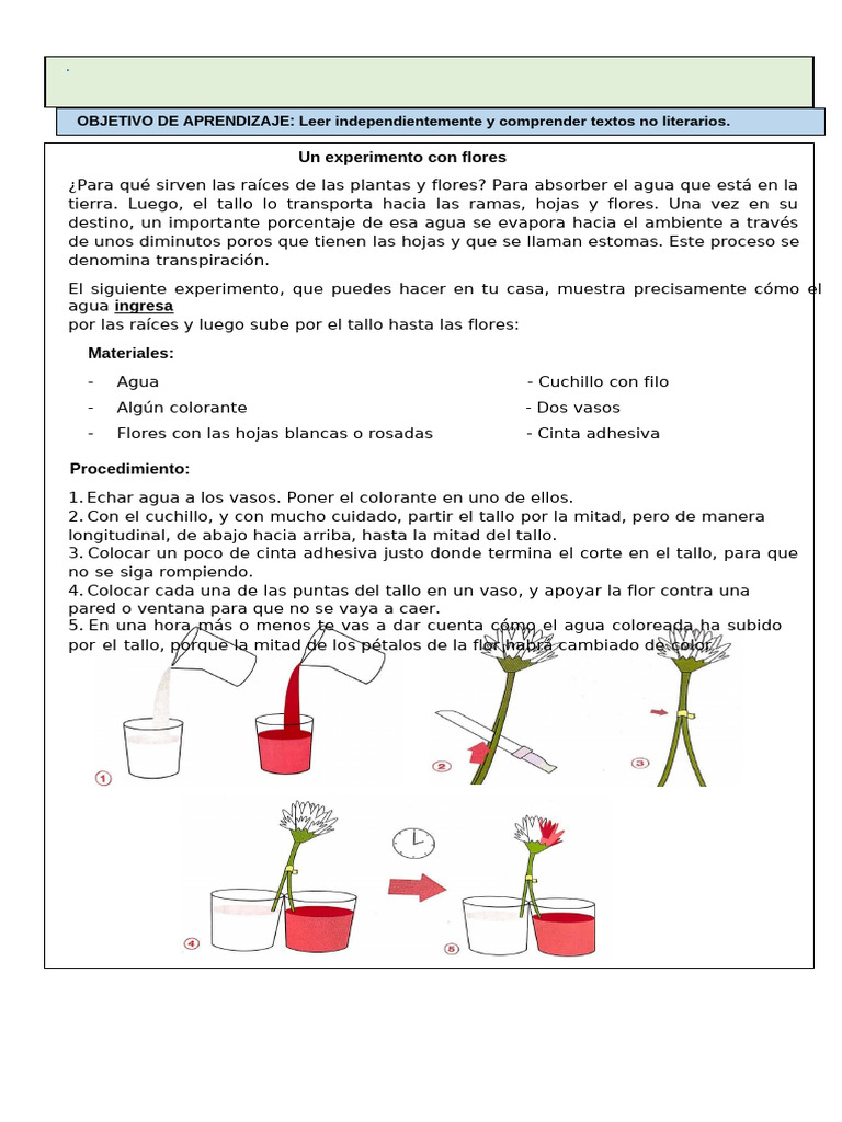 Guia para Domi Tarea | PDF | Tallo de la planta | Hoja