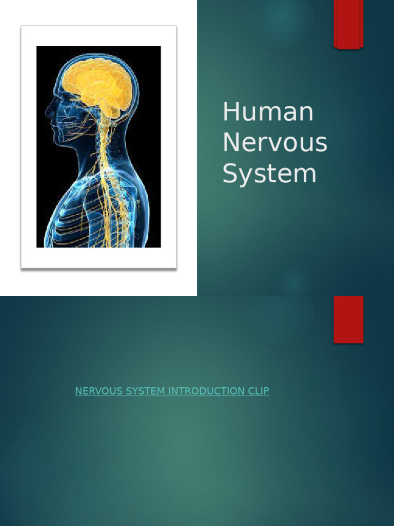 Overview of the Human Nervous System | PDF | Nervous System | Central ...