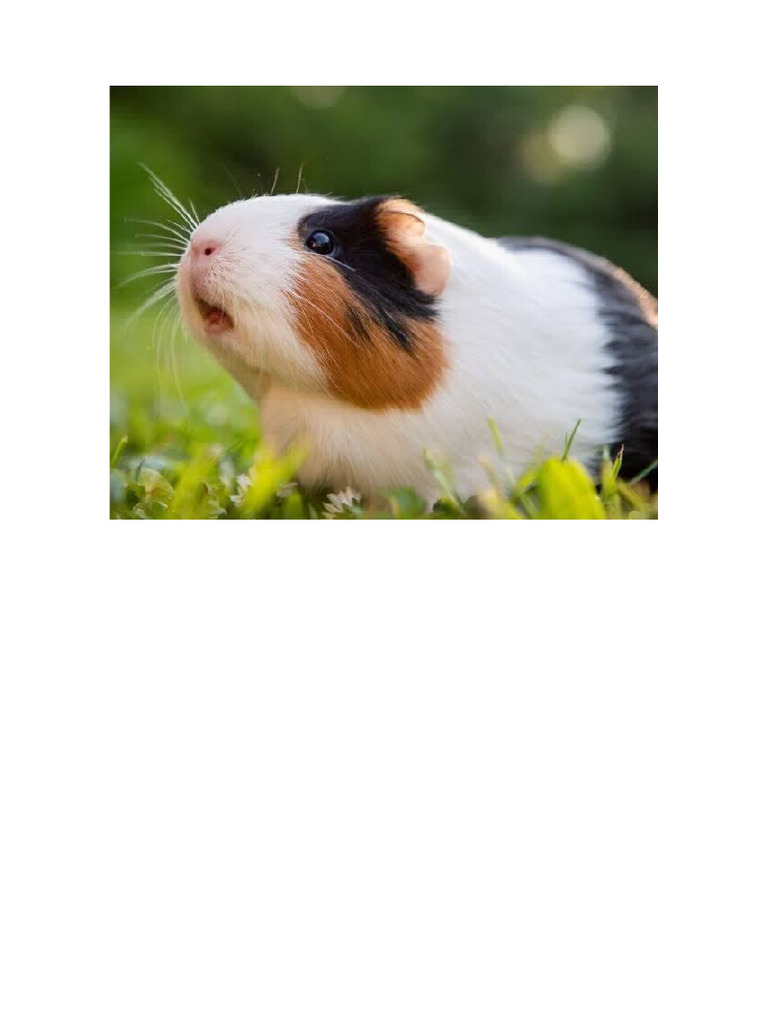 Cuy | PDF