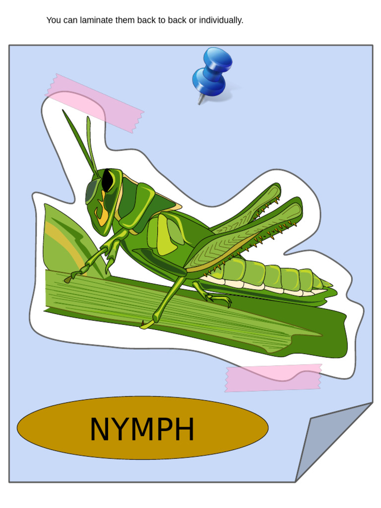 SCIENCE 4 PPT Q3 - Grasshopper Life Cycle | PDF | Zoology | Insects
