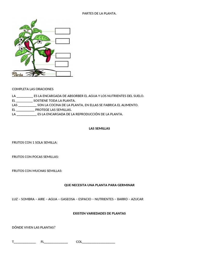 Partes de La Planta | PDF | Plantas | Semilla