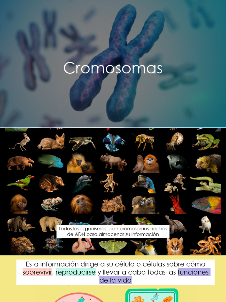 Estructura y Función de Cromosomas | PDF | Cromosoma | Genoma