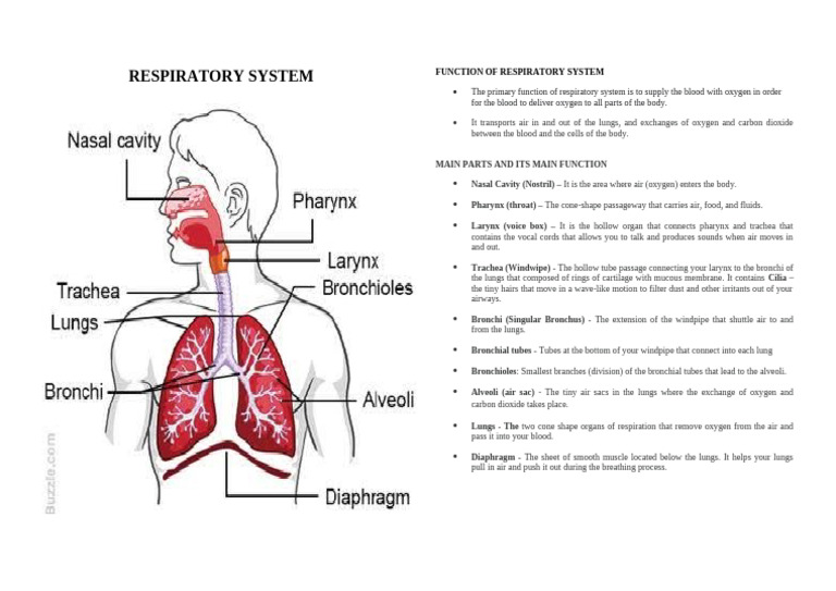 Overview of the Respiratory System | PDF