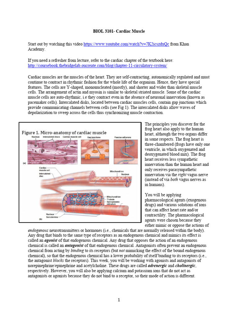 Understanding Cardiac Muscle Function | PDF | Heart | Muscle Contraction
