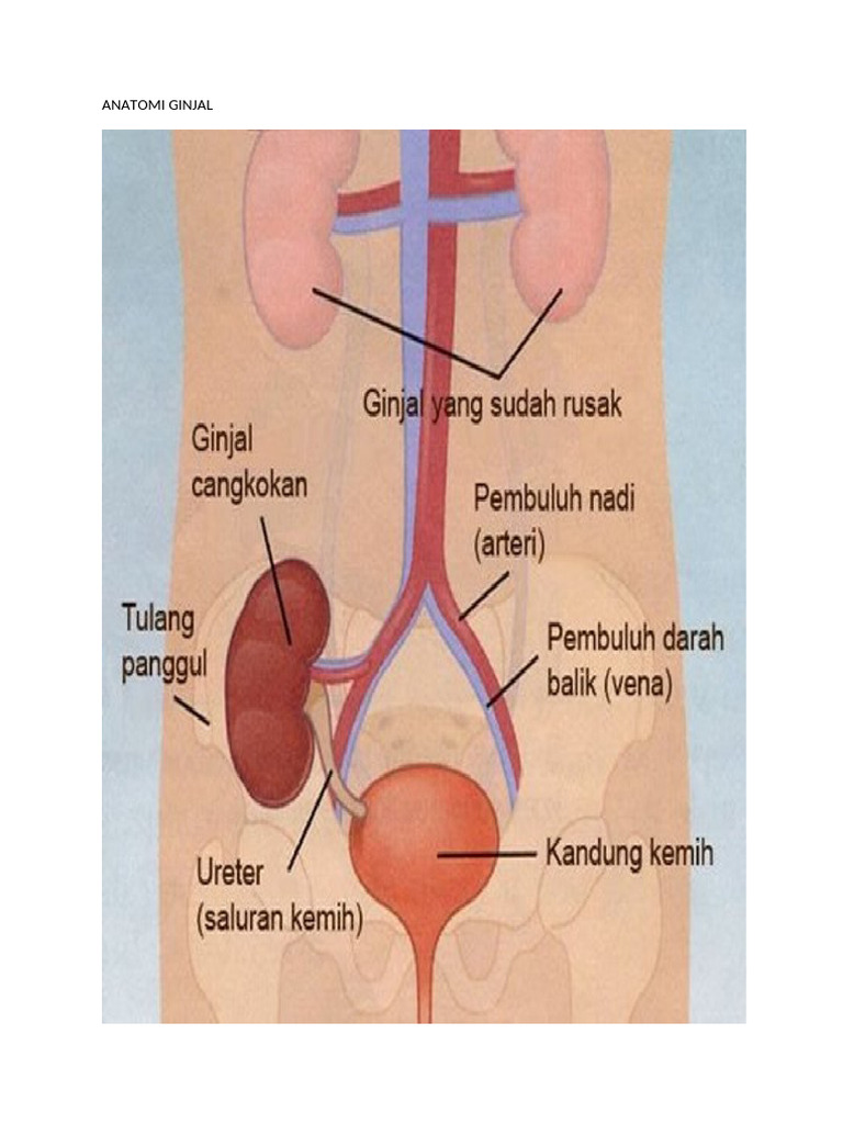 ANATOMI GINJAL | PDF