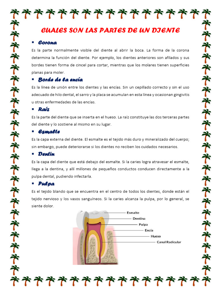 Partes y tipos de dientes humanos | PDF | Diente | Boca