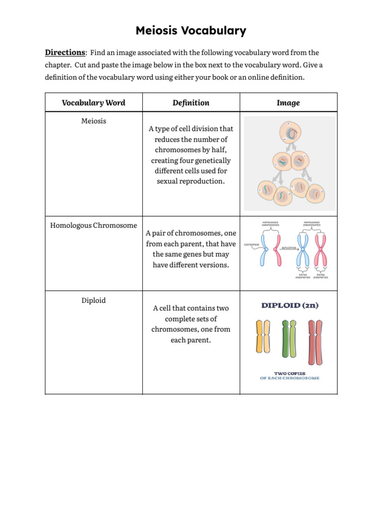 Meiosis Vocabulary Worksheet | PDF | Chromosome | Meiosis