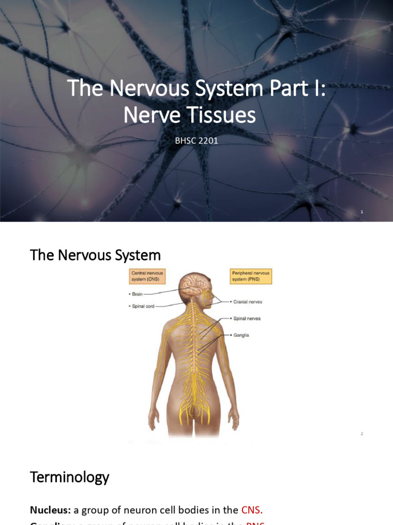 BHSC2201-Nervous System I | PDF | Action Potential | Nervous System