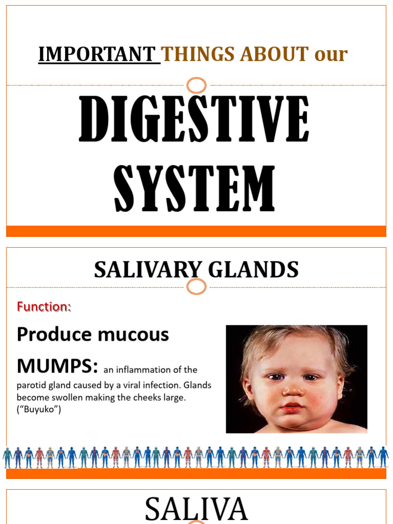 DIGESTIVE SYSTEM With SELF LEARNING ACTIVITY | PDF | Bile | Liver