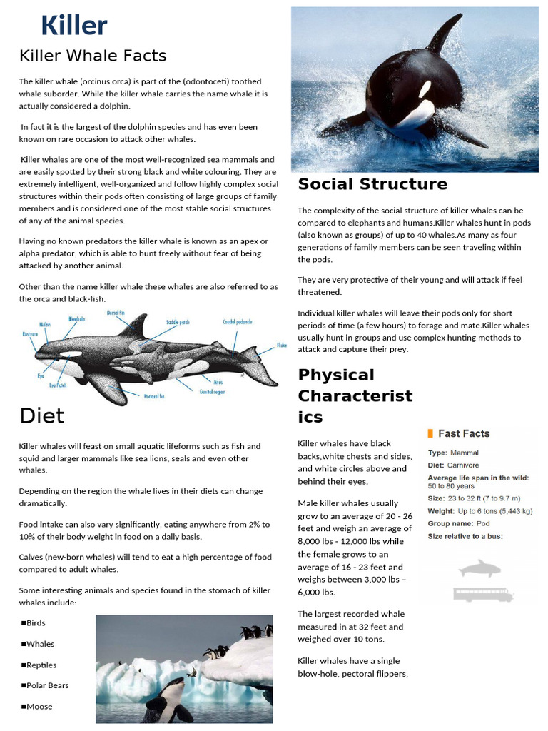 Animal Fact File Example 07 PDF | PDF | Whales | Predation