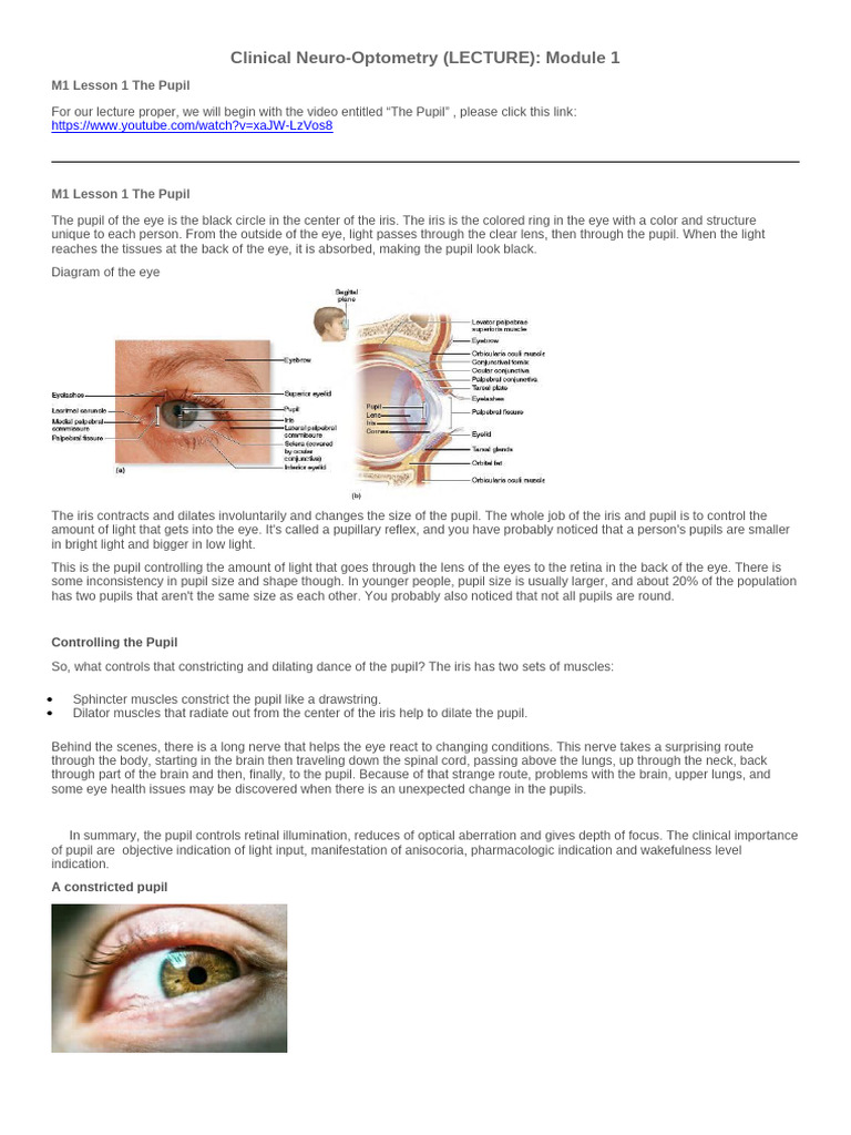 Understanding Eye Pupil Functions | PDF | Facial Features | Ophthalmology