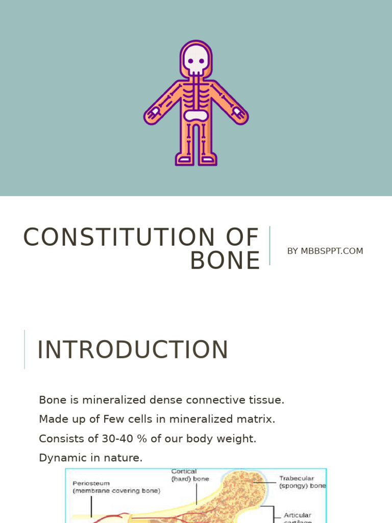 Constitution of Bone | PDF | Bone | Osteoblast