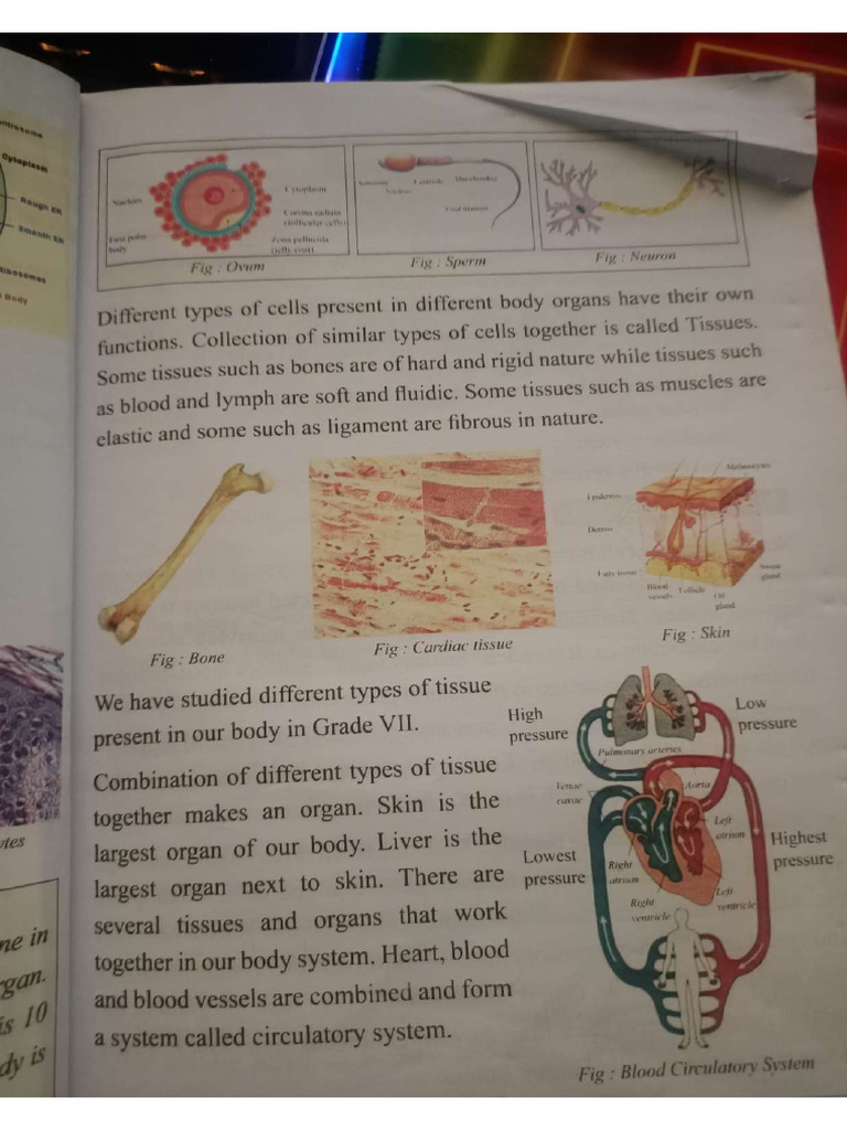 Human body class 8 chapter 1 page 5 | PDF