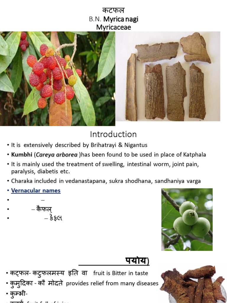 Katphala - Kitmari | PDF | Trees | Plants