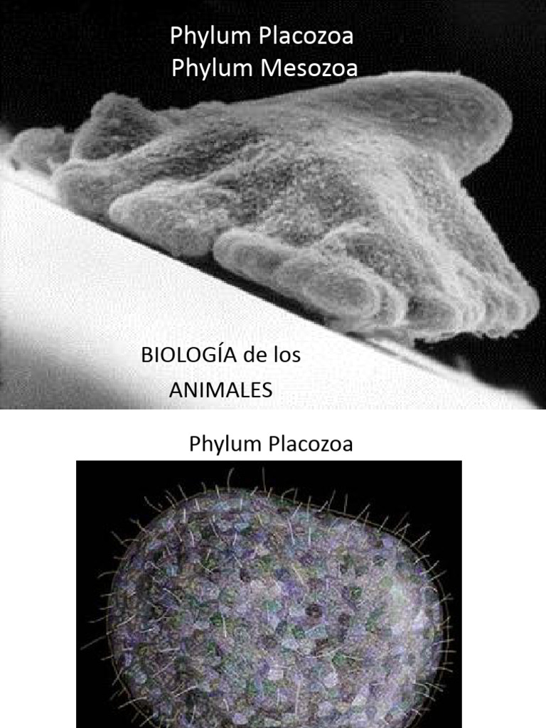 2 Phylum Placozoa | PDF