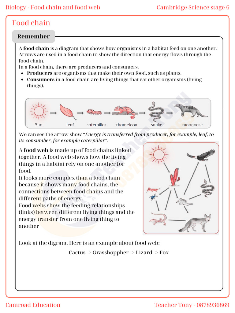 Biology 6 - Food Chain and Food Web | PDF | Food Web | Foods