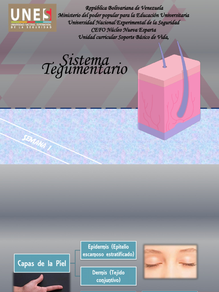 Sistema Tegumentario 3 | PDF | Sistema tegumentario | Piel
