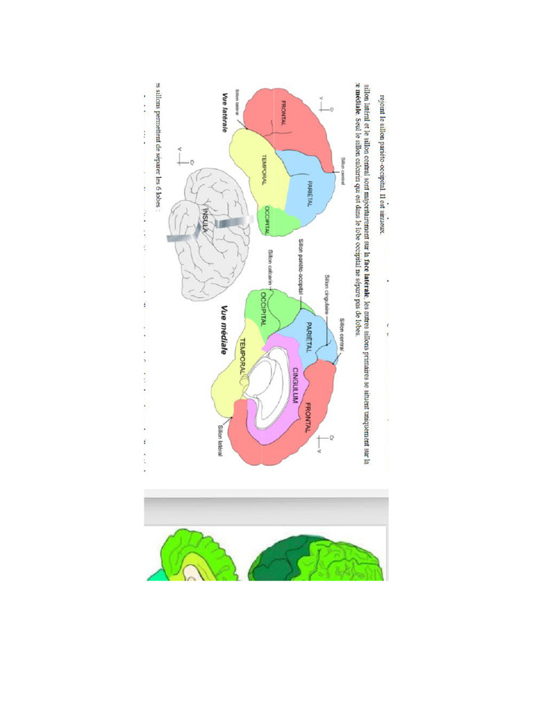 Schema Encéphale | PDF