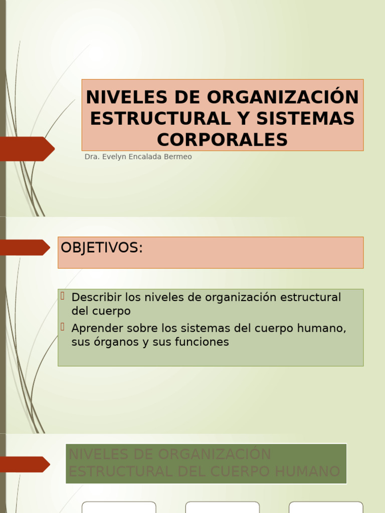 Niveles y Sistemas del Cuerpo Humano | PDF | Anatomía | Fisiología