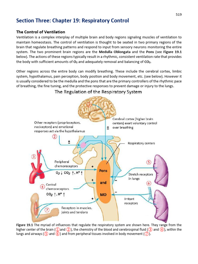 Brain Regions in Respiratory Control | PDF | Breathing | Respiratory System