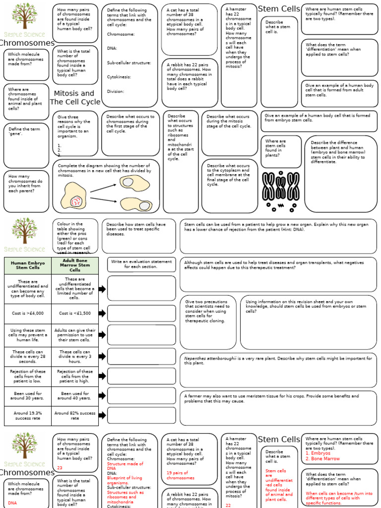 4.1.2 Cell Division Revision | PDF | Cell (Biology) | Stem Cell